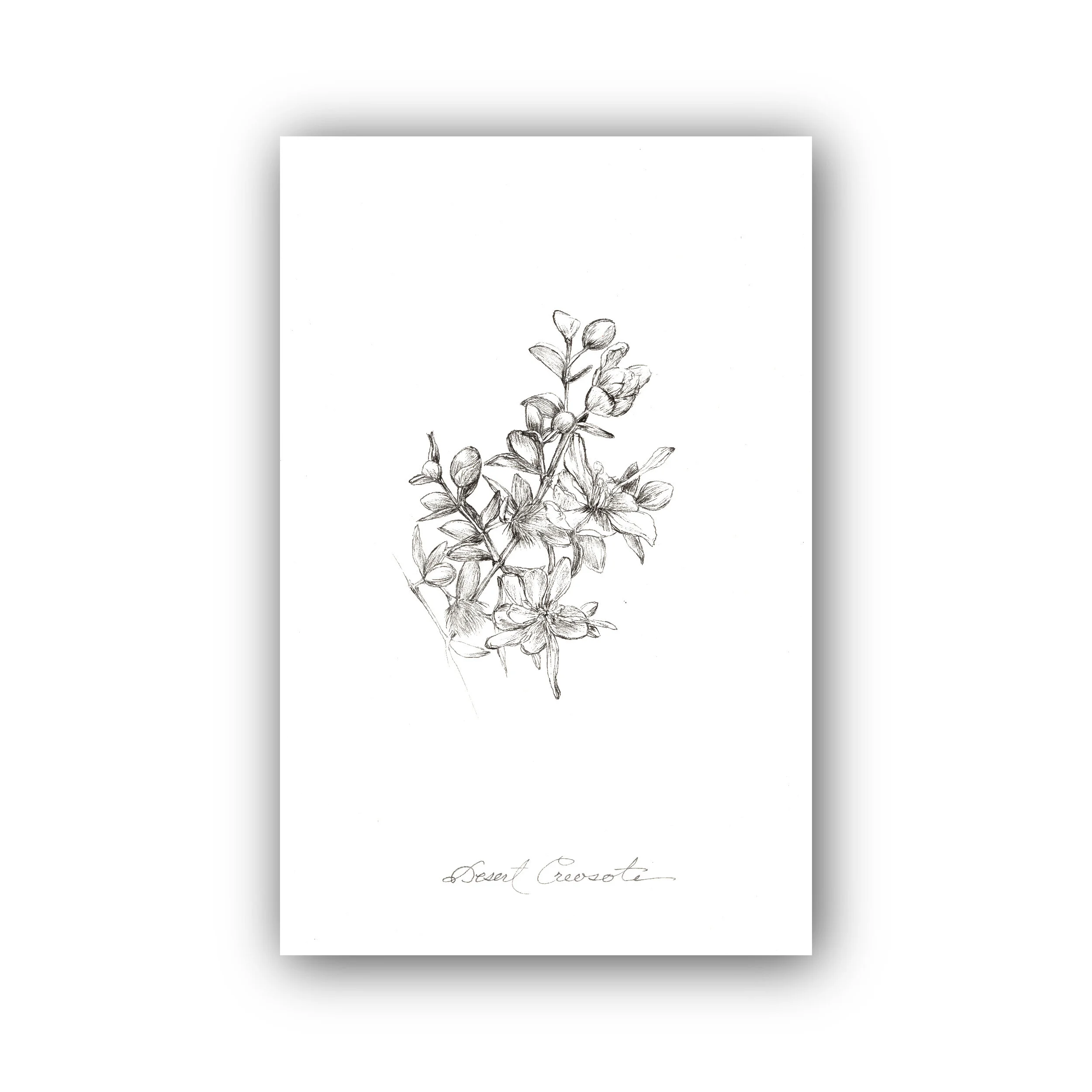 Alexandra Bowers Art