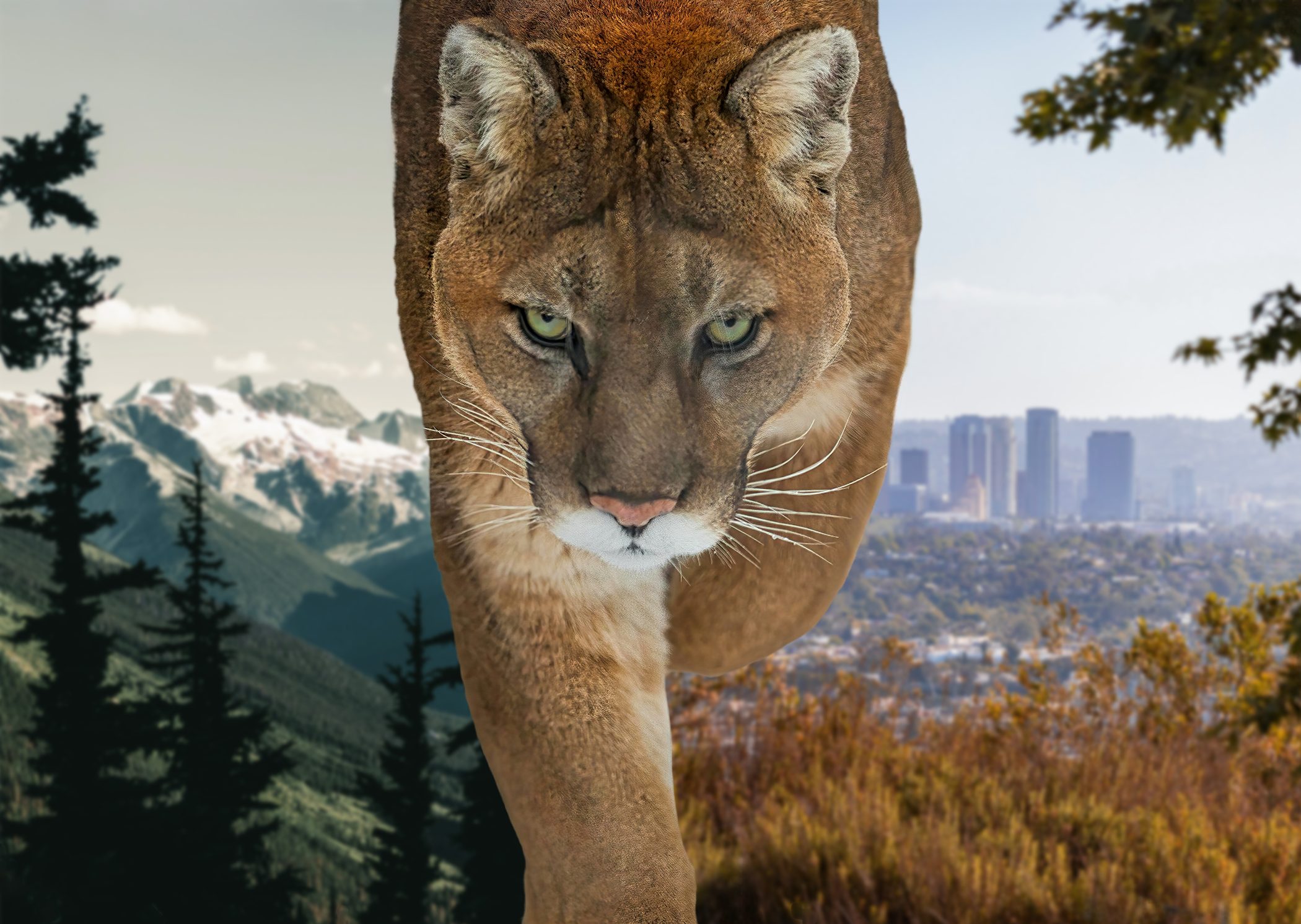 A Carnivore’s Comeback — The Science Writer