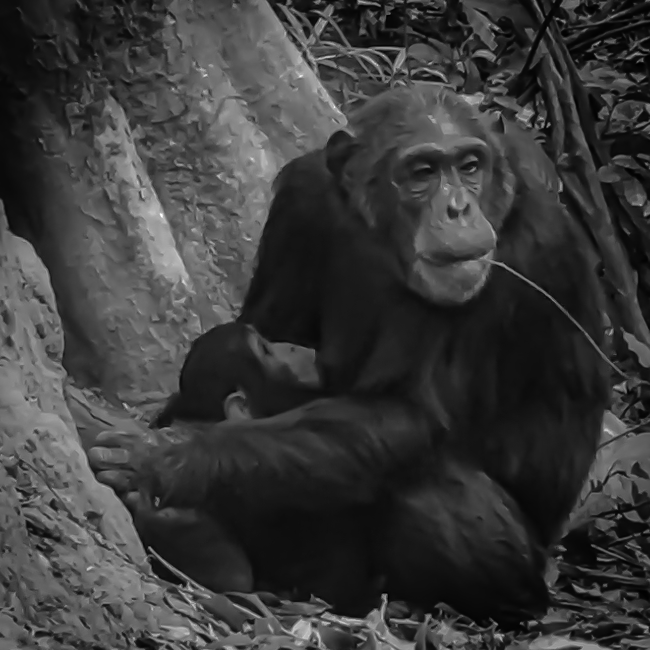Blurred Borders in Jane Goodall's Footsteps — The Science Writer