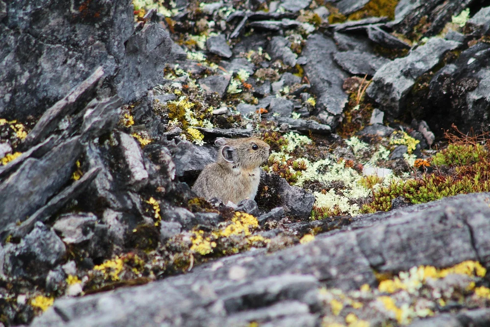 Ecological Resilience and Resistance — The Science Writer