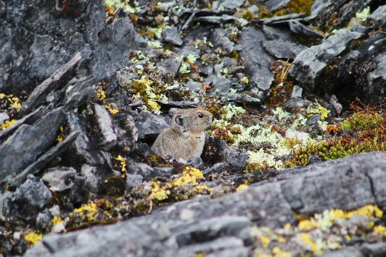 Ecological Resilience and Resistance — The Science Writer