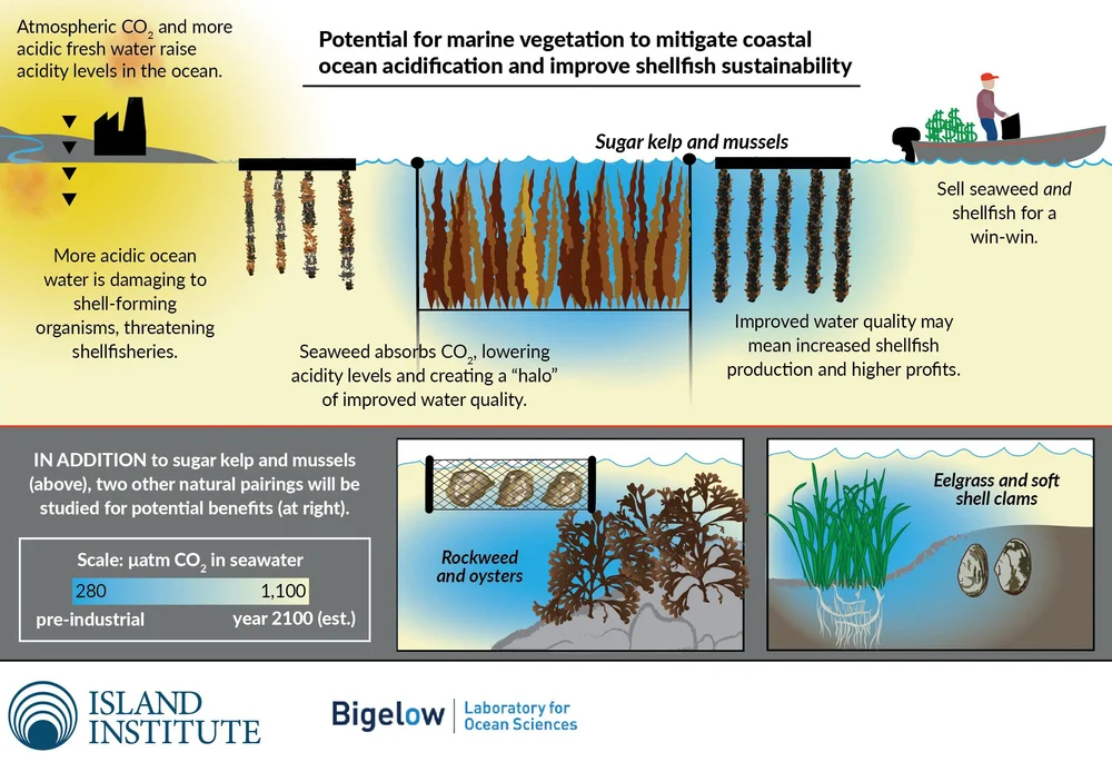 The Seaweed Solution — The Science Writer