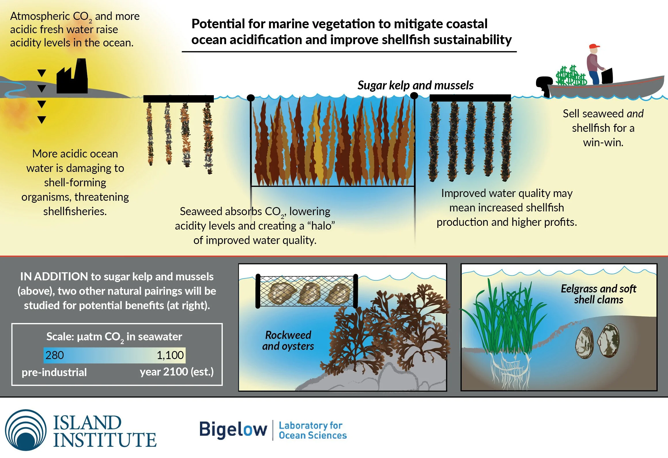 The Seaweed Solution — The Science Writer