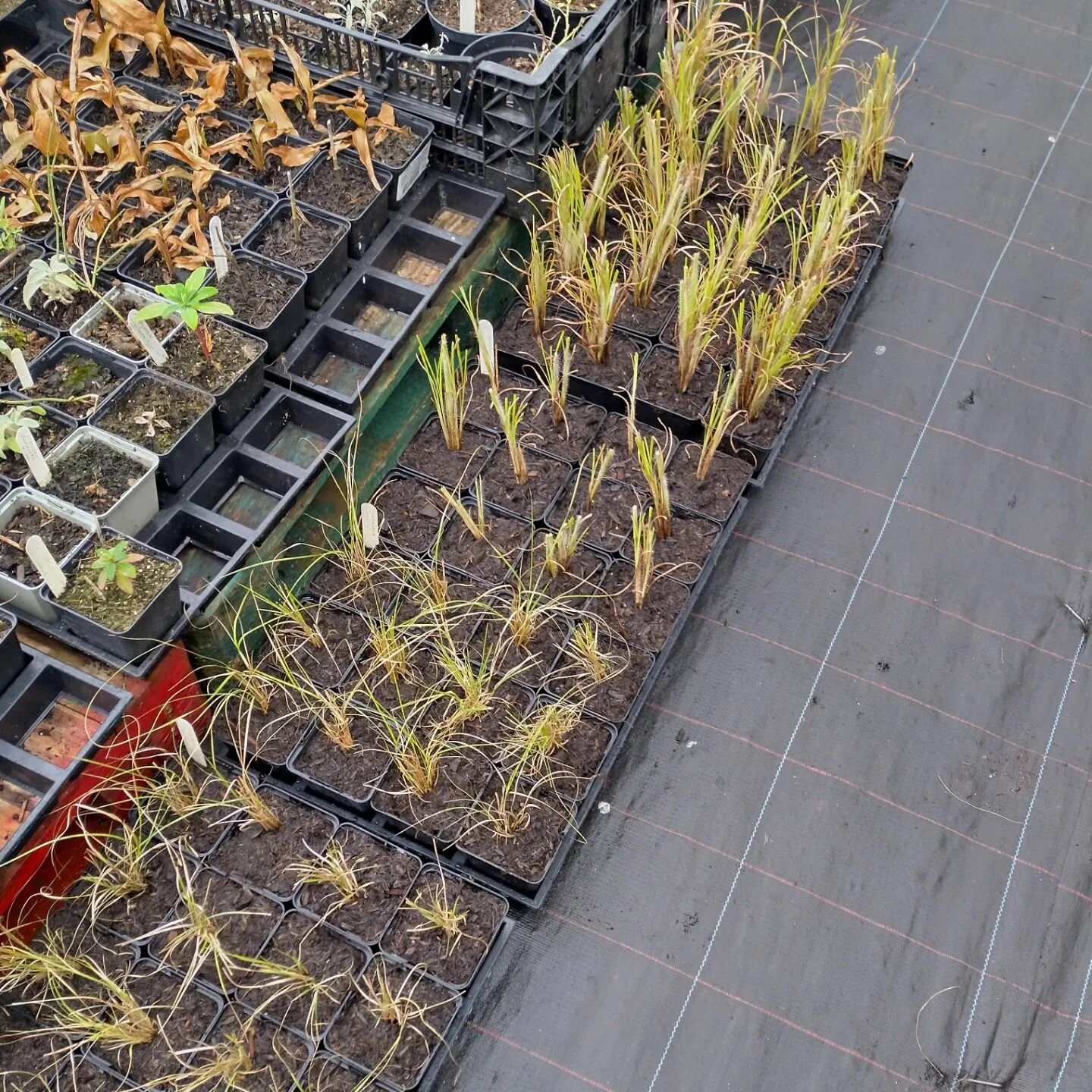 Being Liminal — Individual Plants Nursery