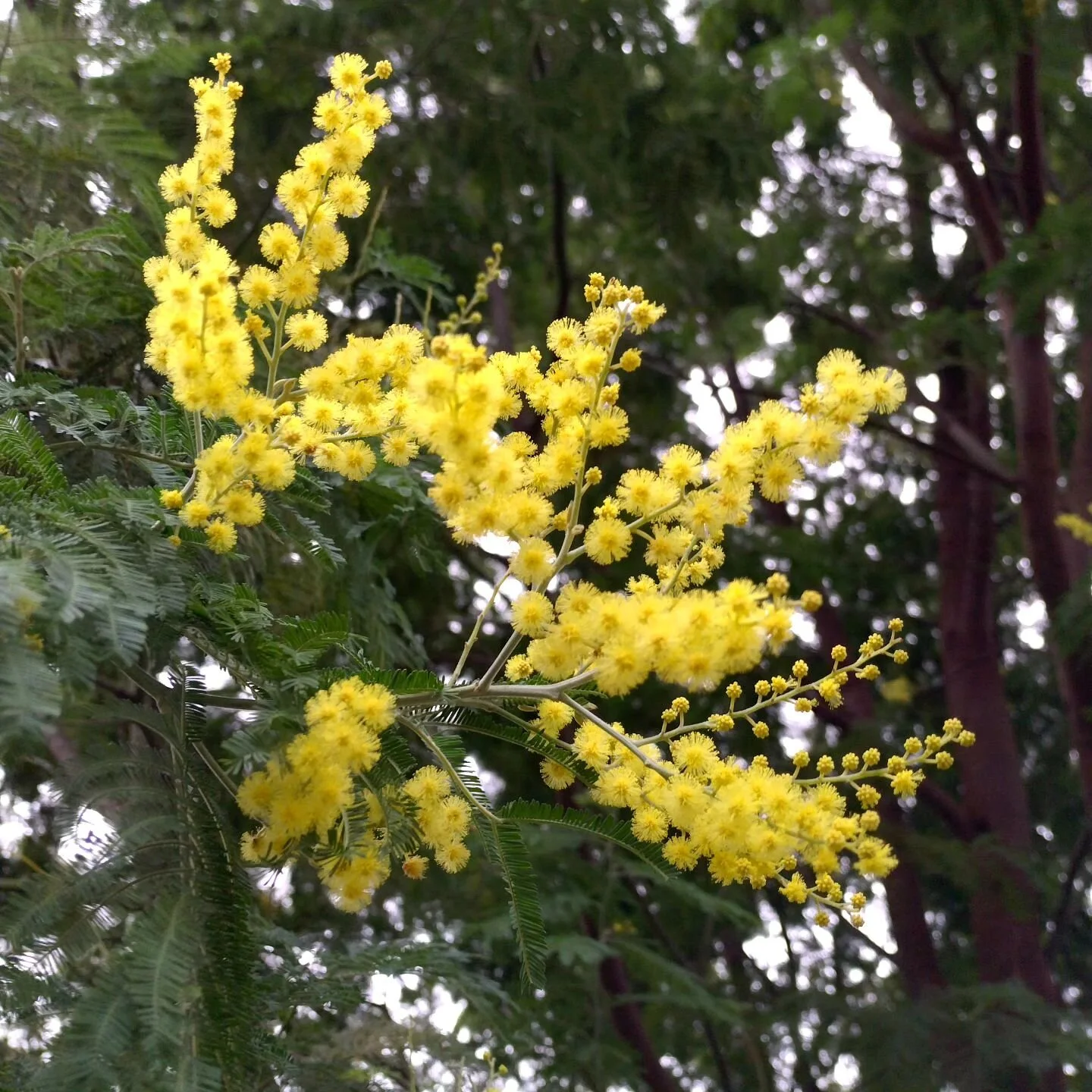 Being Liminal — Individual Plants Nursery