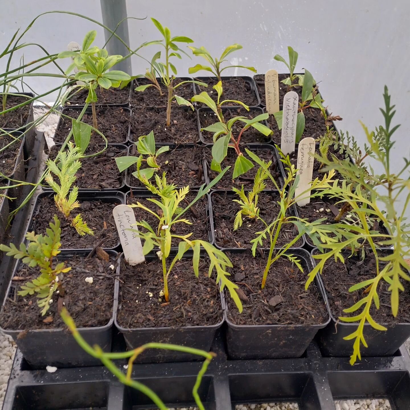 Being Liminal — Individual Plants Nursery