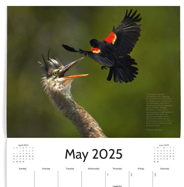 Green Heron Stalks - Smithsonian - by Steve Jessmore, Michigan-based ...
