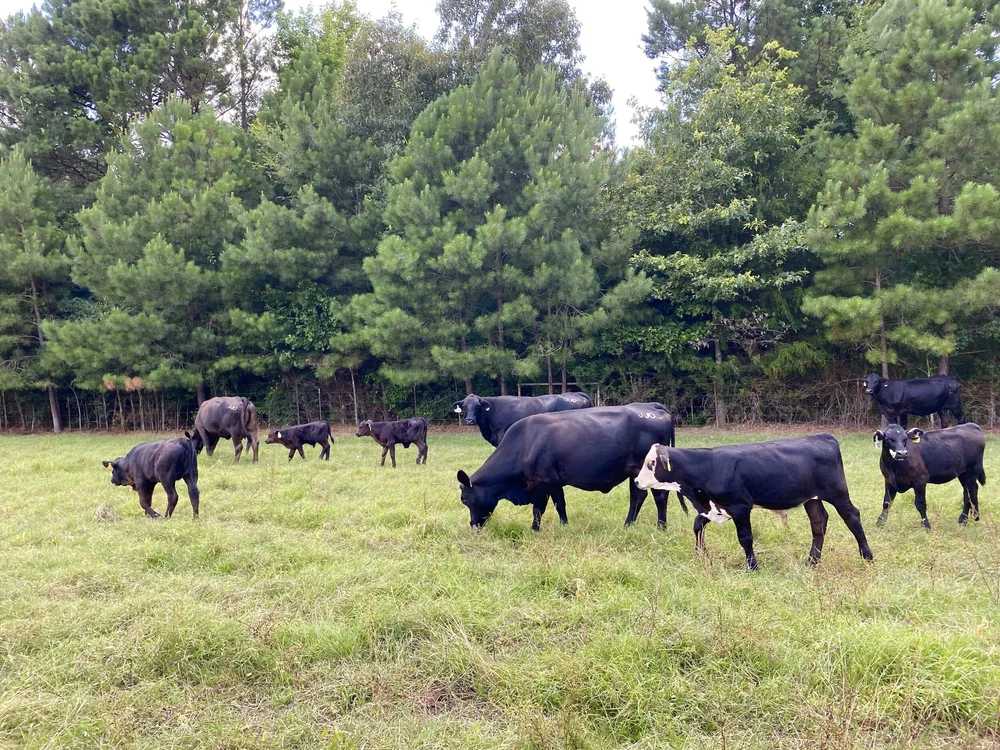 Cargill Cattle Company
