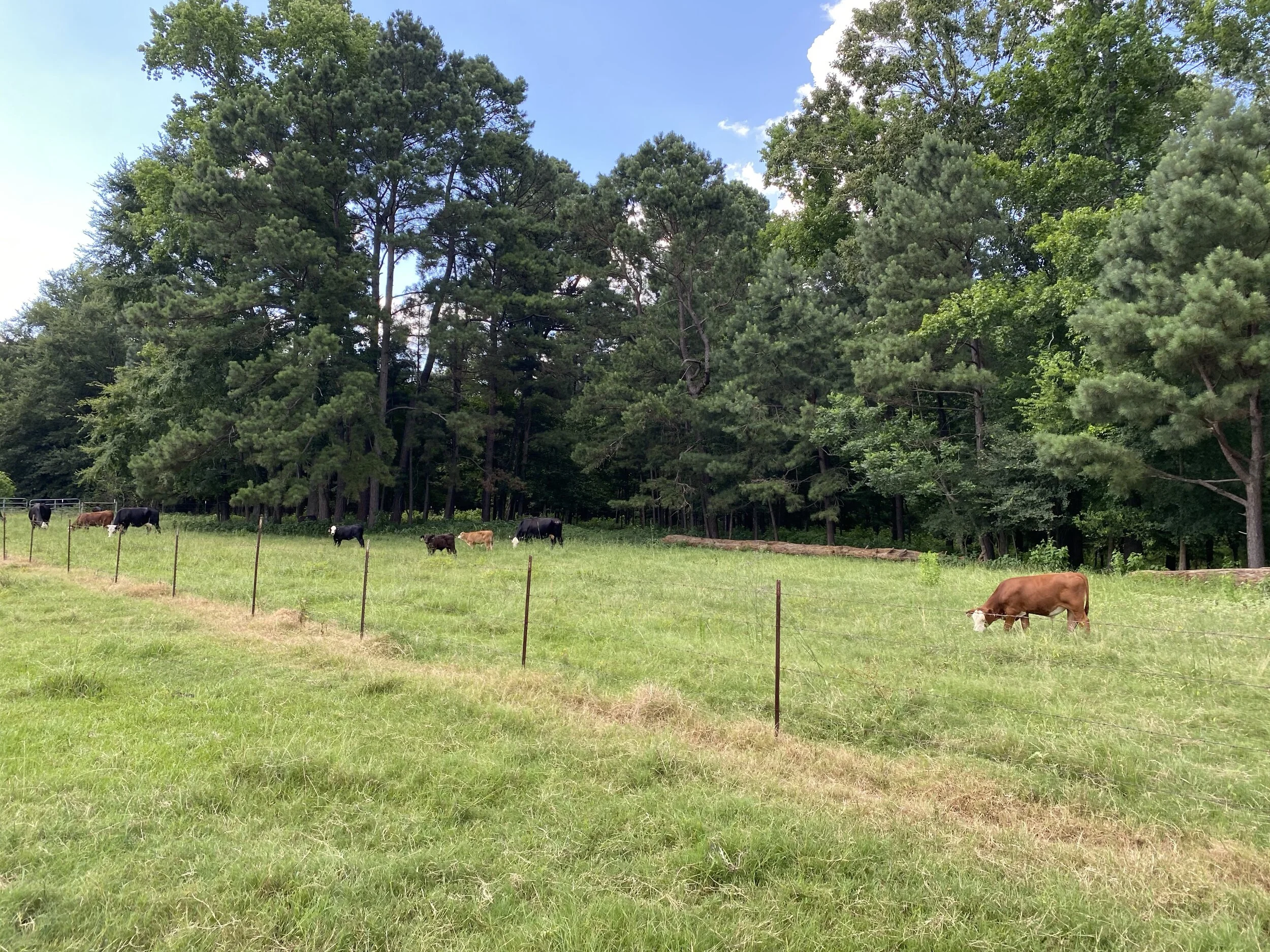 Cargill Cattle Company