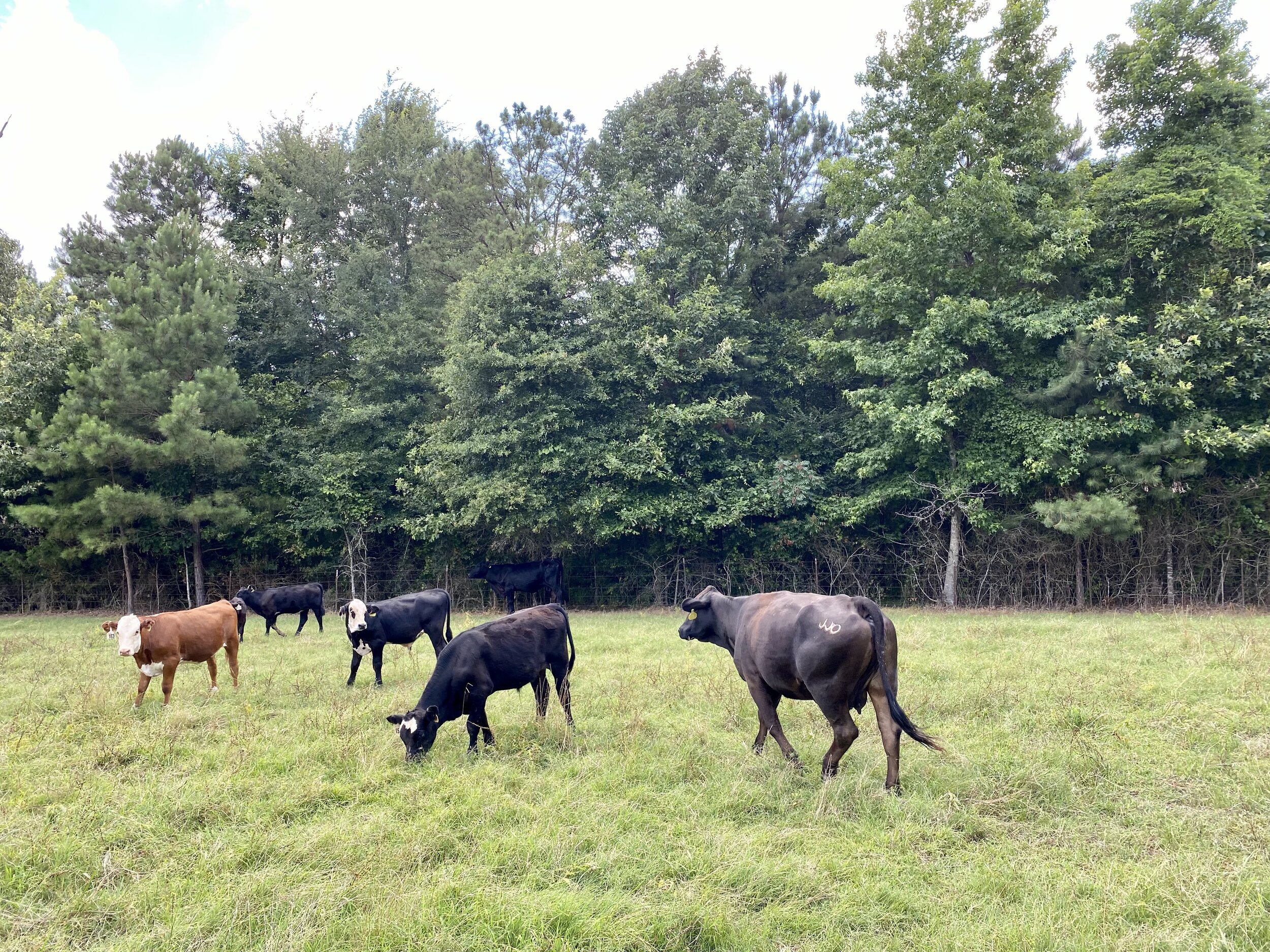 Cargill Cattle Company