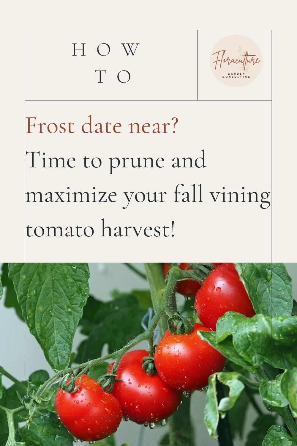How to Maximize Your Vining Tomato Harvest in the Fall — Floraculture ...