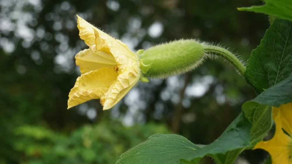Common Cucumber Problems and How to Fix Them — Floraculture Garden ...
