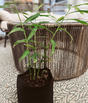 A step by step for growing ginger in your Michigan backyard ...