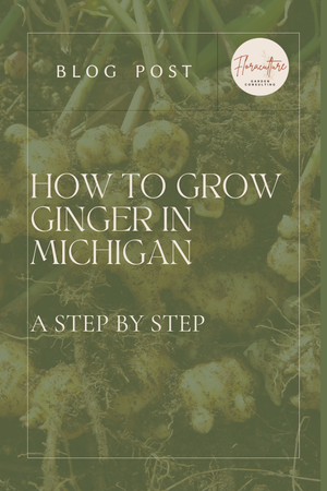 A step by step for growing ginger in your Michigan backyard ...