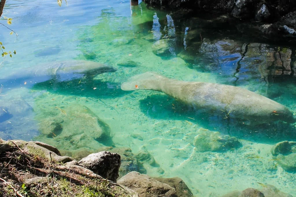 Discover Your Guide to Seeing Manatees in Florida