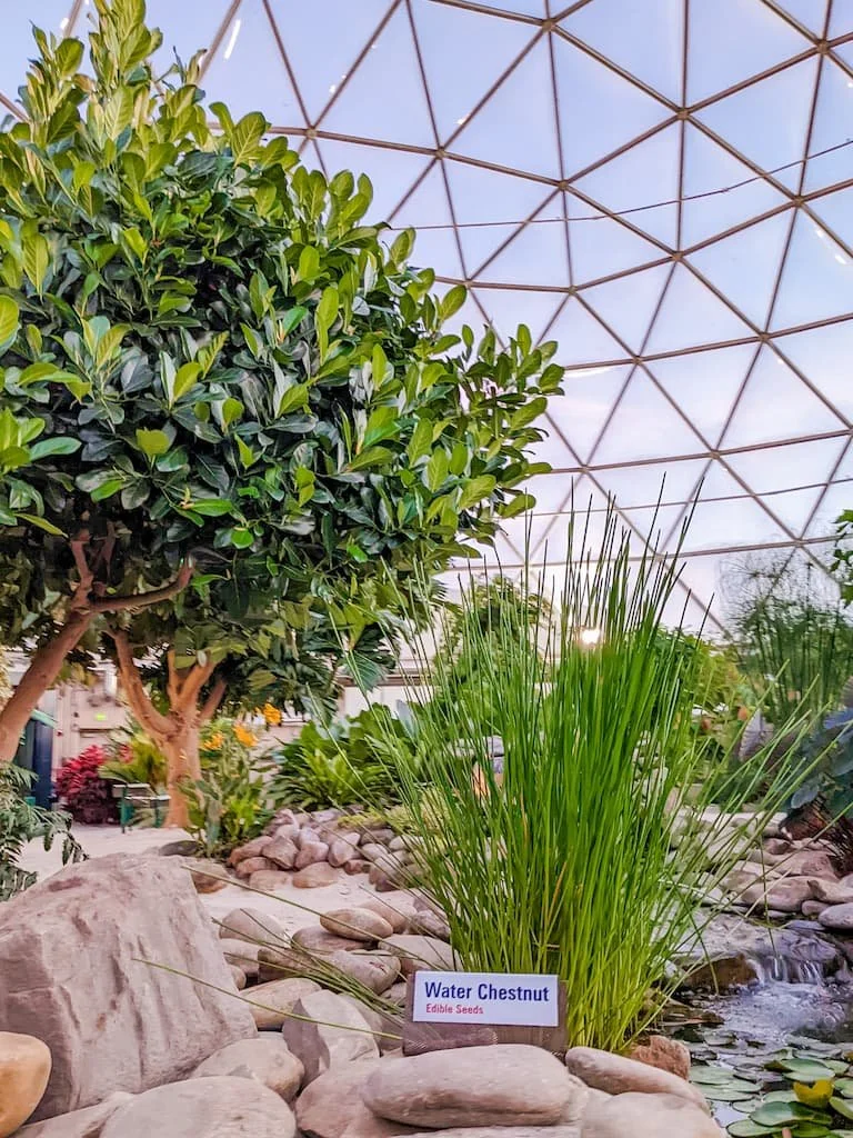 Discover the Best Disney World Rides for Science Lovers