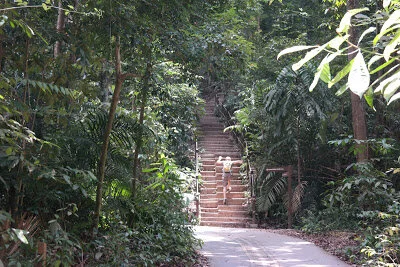 Wandern im Bukit Timah Nature Reservat — Shiok la, Singapore!