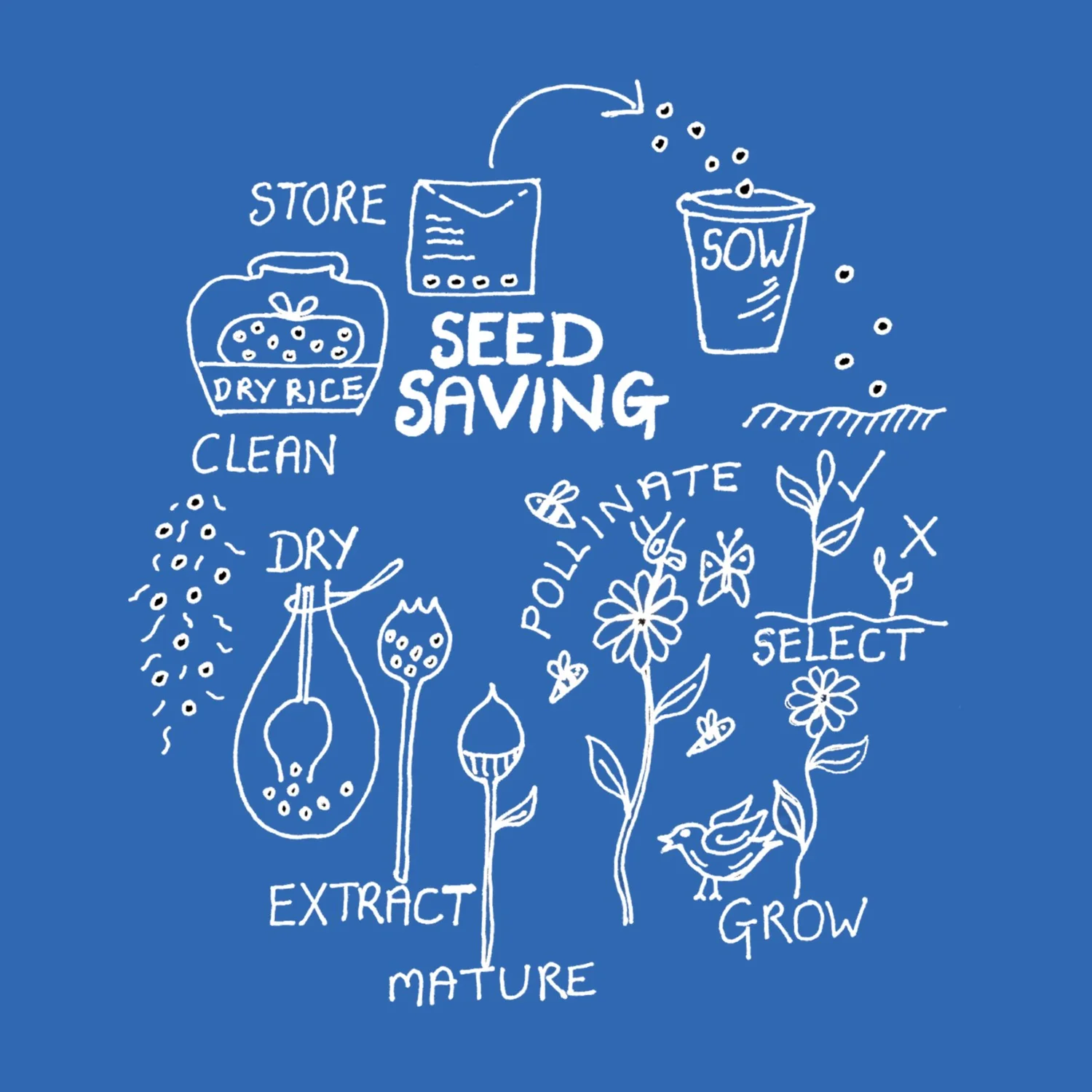 The Craft of Seed Saving — Exeter Seed Bank