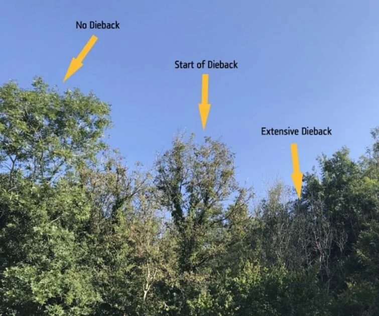 Ash Dieback — Nature Chain