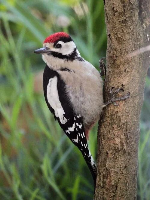Lesser Spotted Woodpecker — Nature Chain