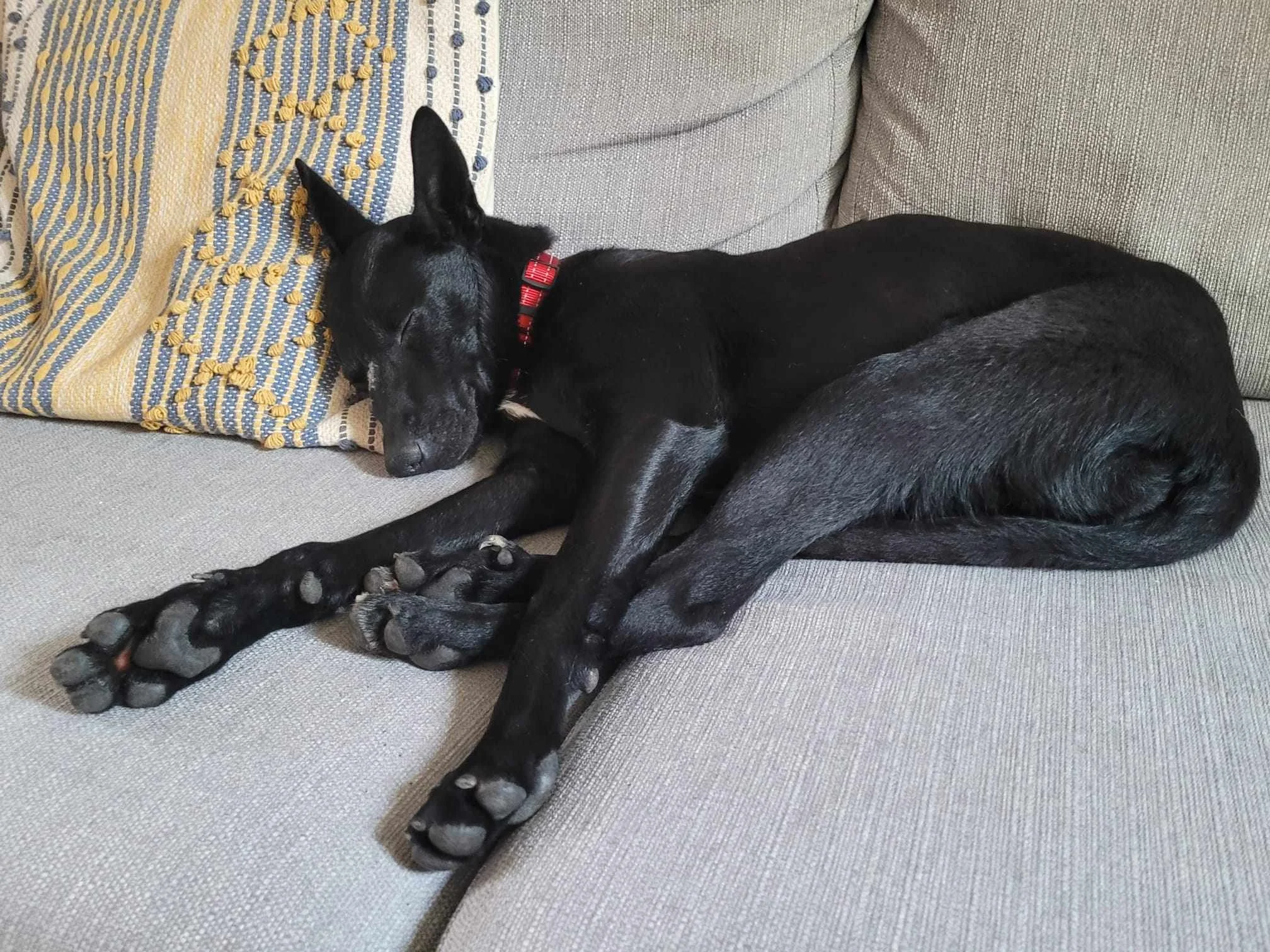 Adopt A Dog From Cyprus | Dali Dog Rescue UK