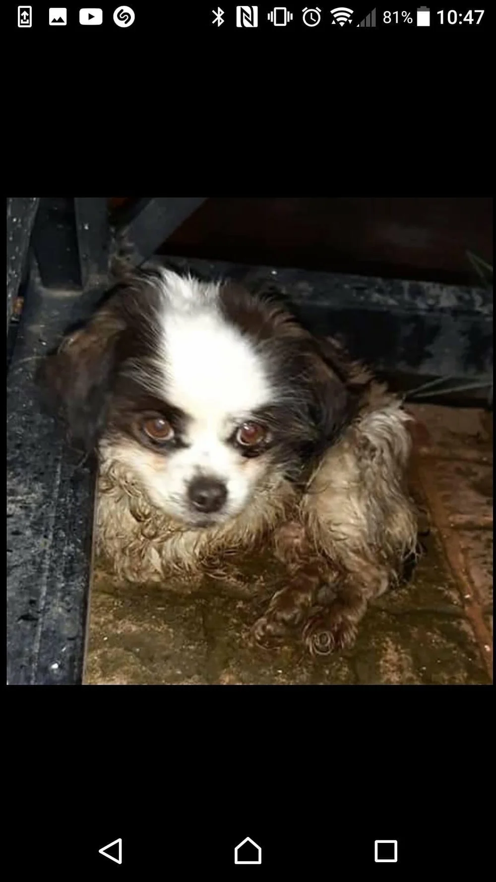Adopt A Dog From Cyprus | Dali Dog Rescue UK