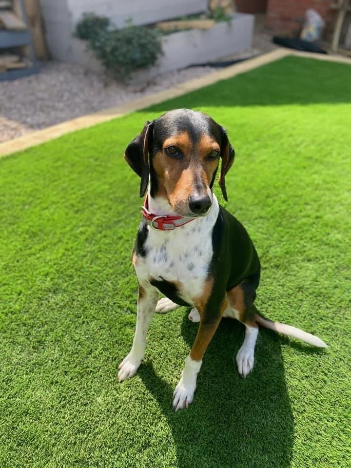 Adopt A Dog From Cyprus | Dali Dog Rescue UK