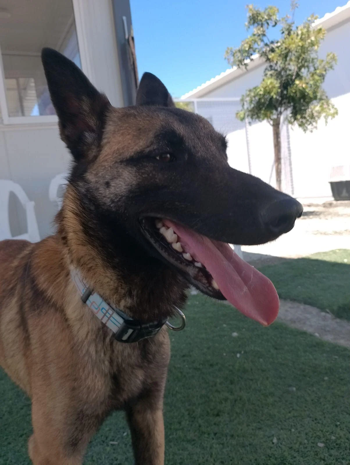 Meet our dogs – Adopt a Dog From Cyprus — Dali Dog Rescue UK