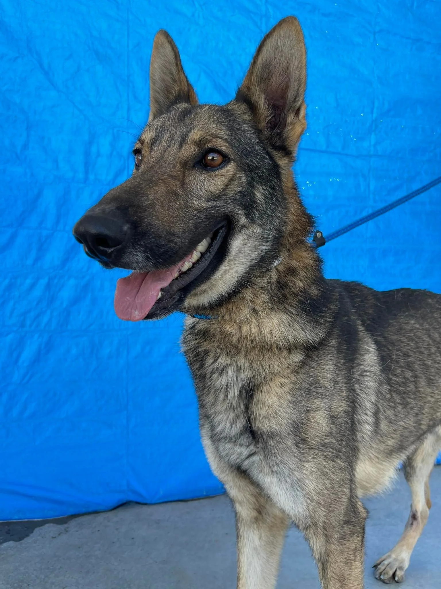 Meet our dogs – Adopt a Dog From Cyprus — Dali Dog Rescue UK