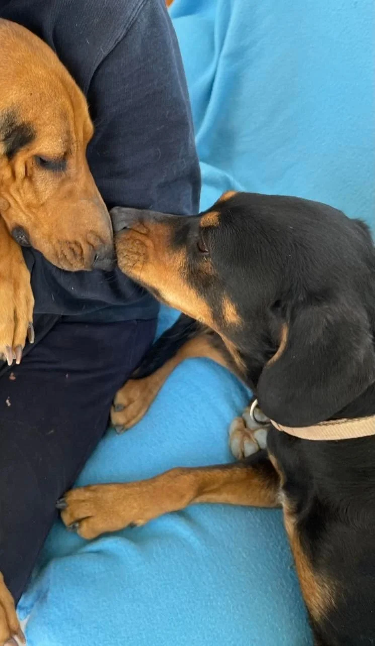 Meet our dogs – Adopt a Dog From Cyprus — Dali Dog Rescue UK