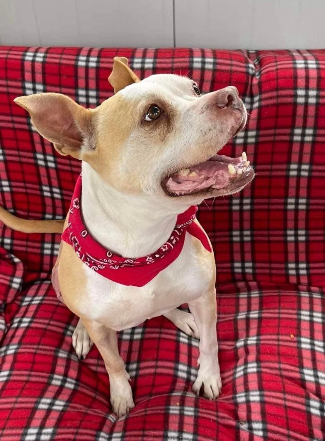Meet our dogs – Adopt a Dog From Cyprus — Dali Dog Rescue UK