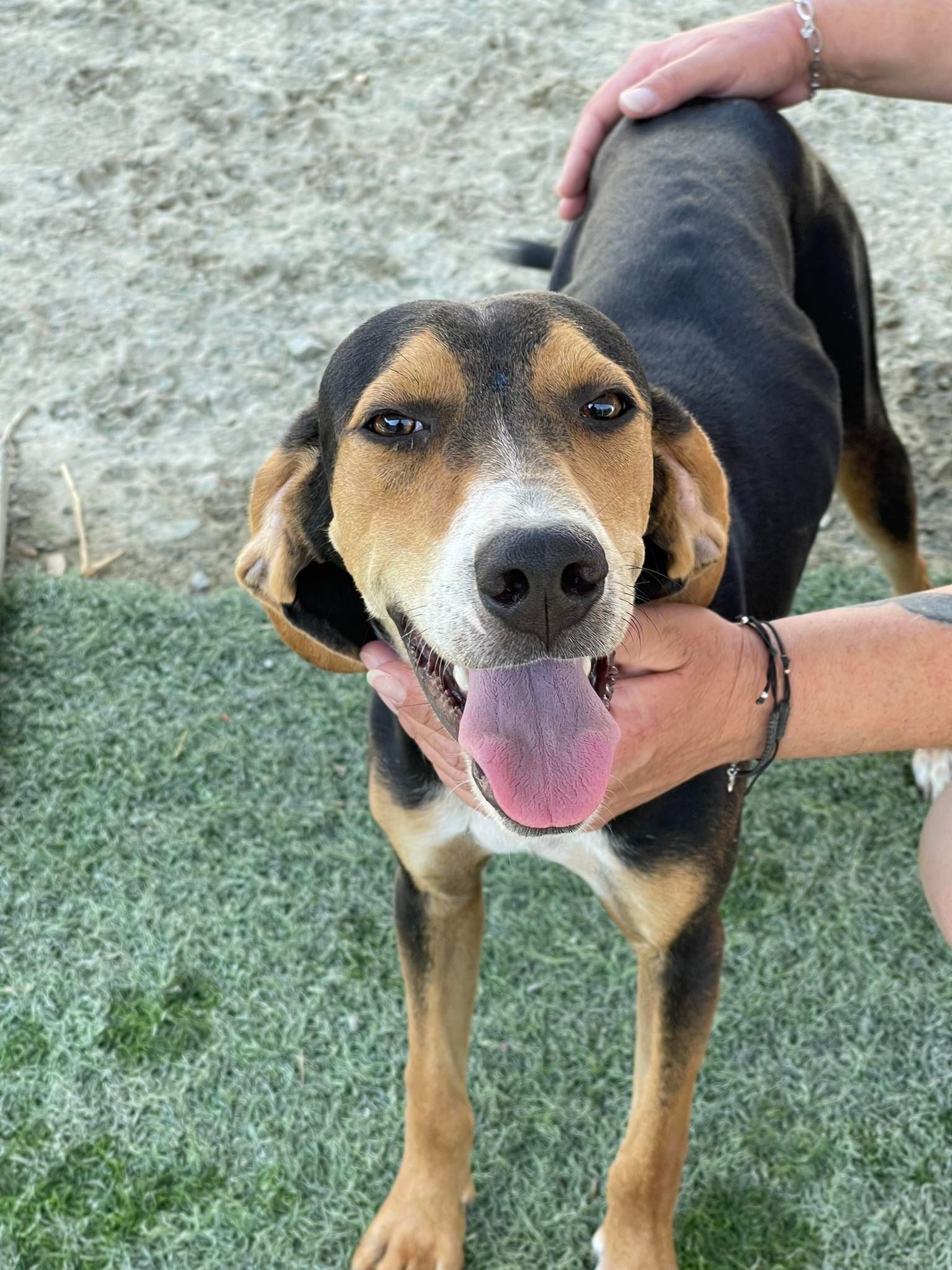 Meet our dogs – Adopt a Dog From Cyprus — Dali Dog Rescue UK