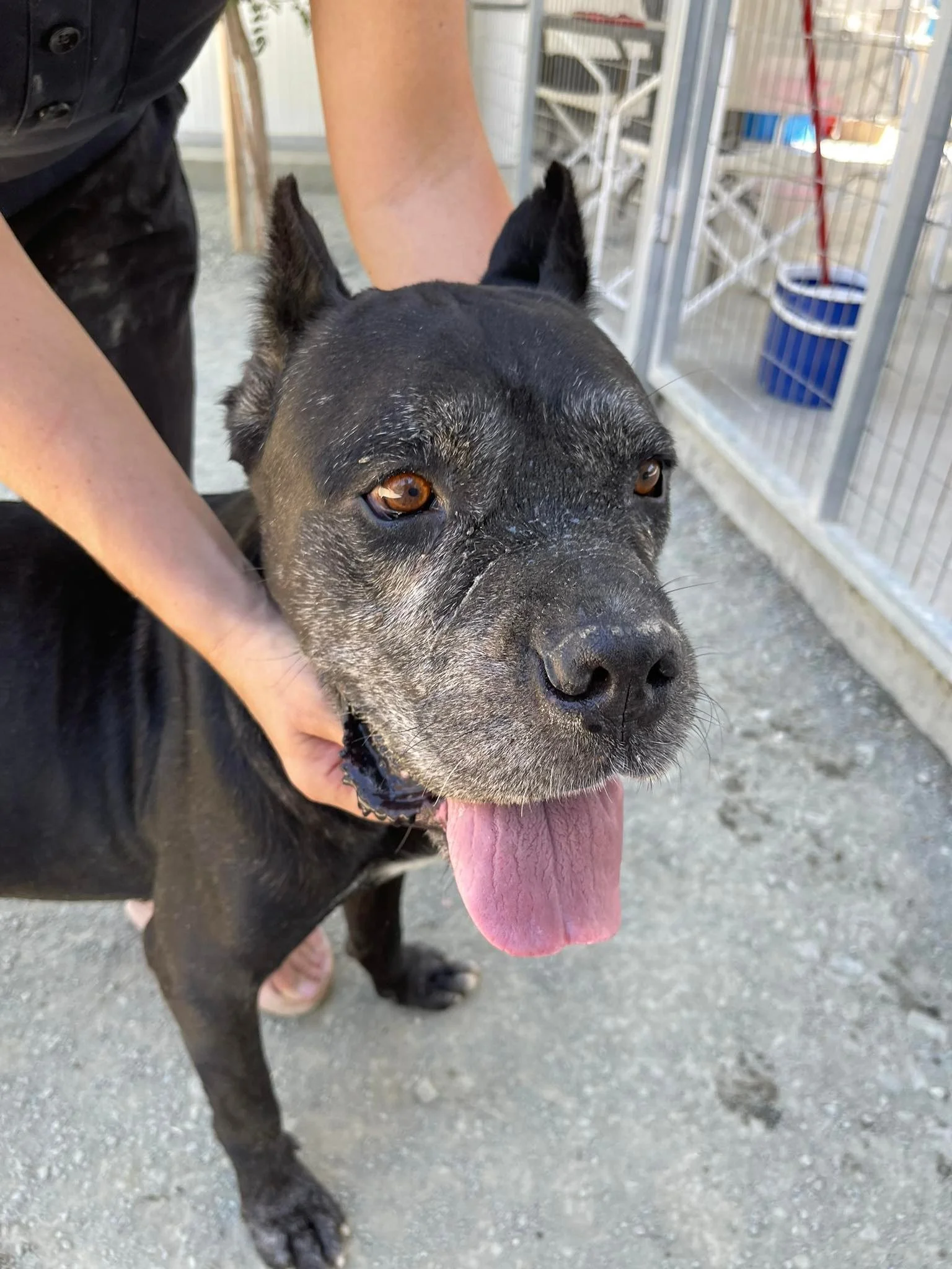 Meet our dogs – Adopt a Dog From Cyprus — Dali Dog Rescue UK