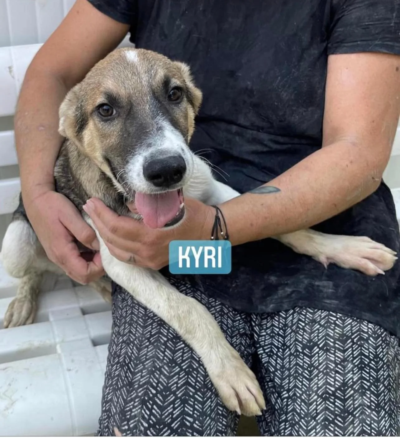 Meet our dogs – Adopt a Dog From Cyprus — Dali Dog Rescue UK