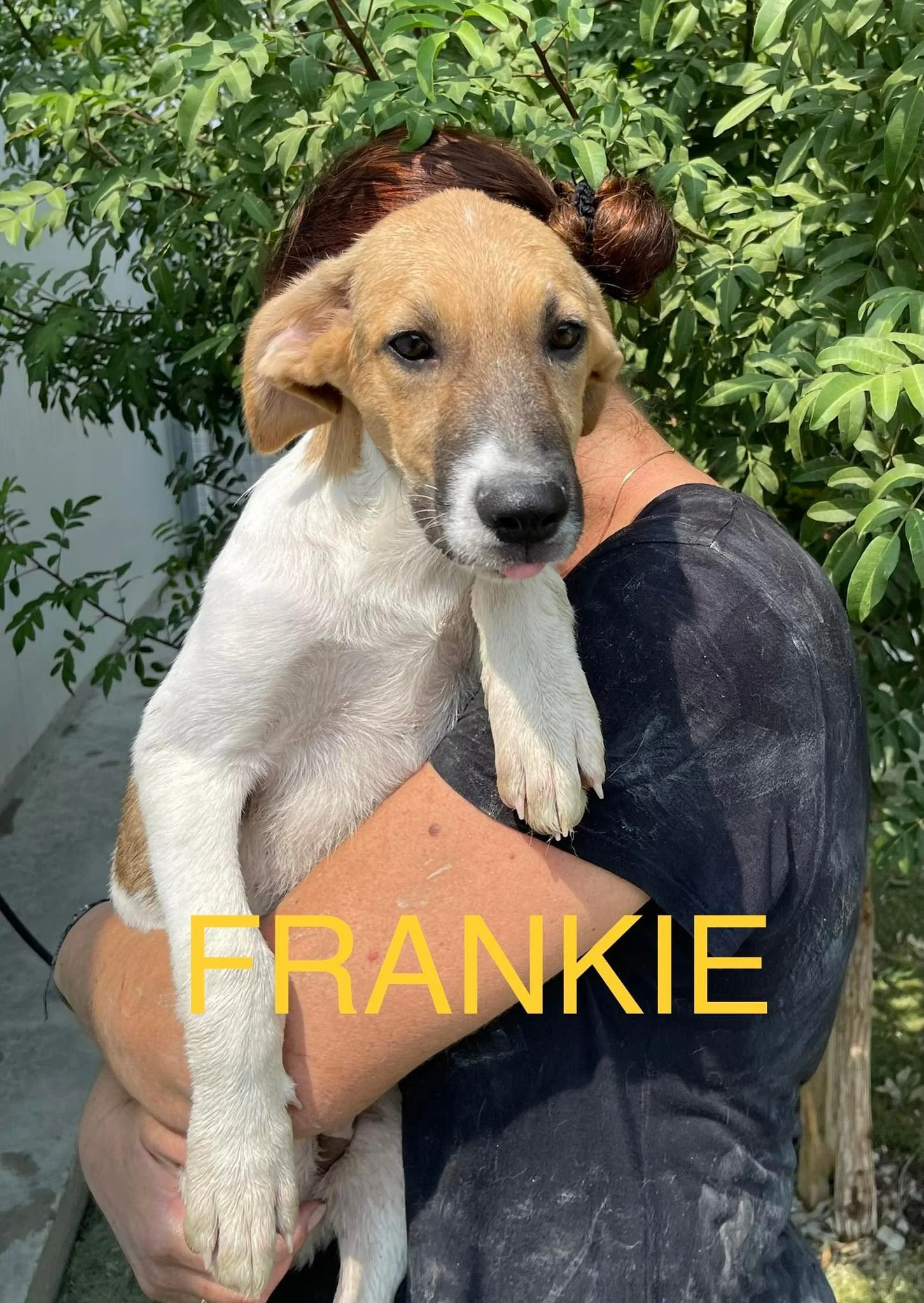 Meet our dogs – Adopt a Dog From Cyprus — Dali Dog Rescue UK