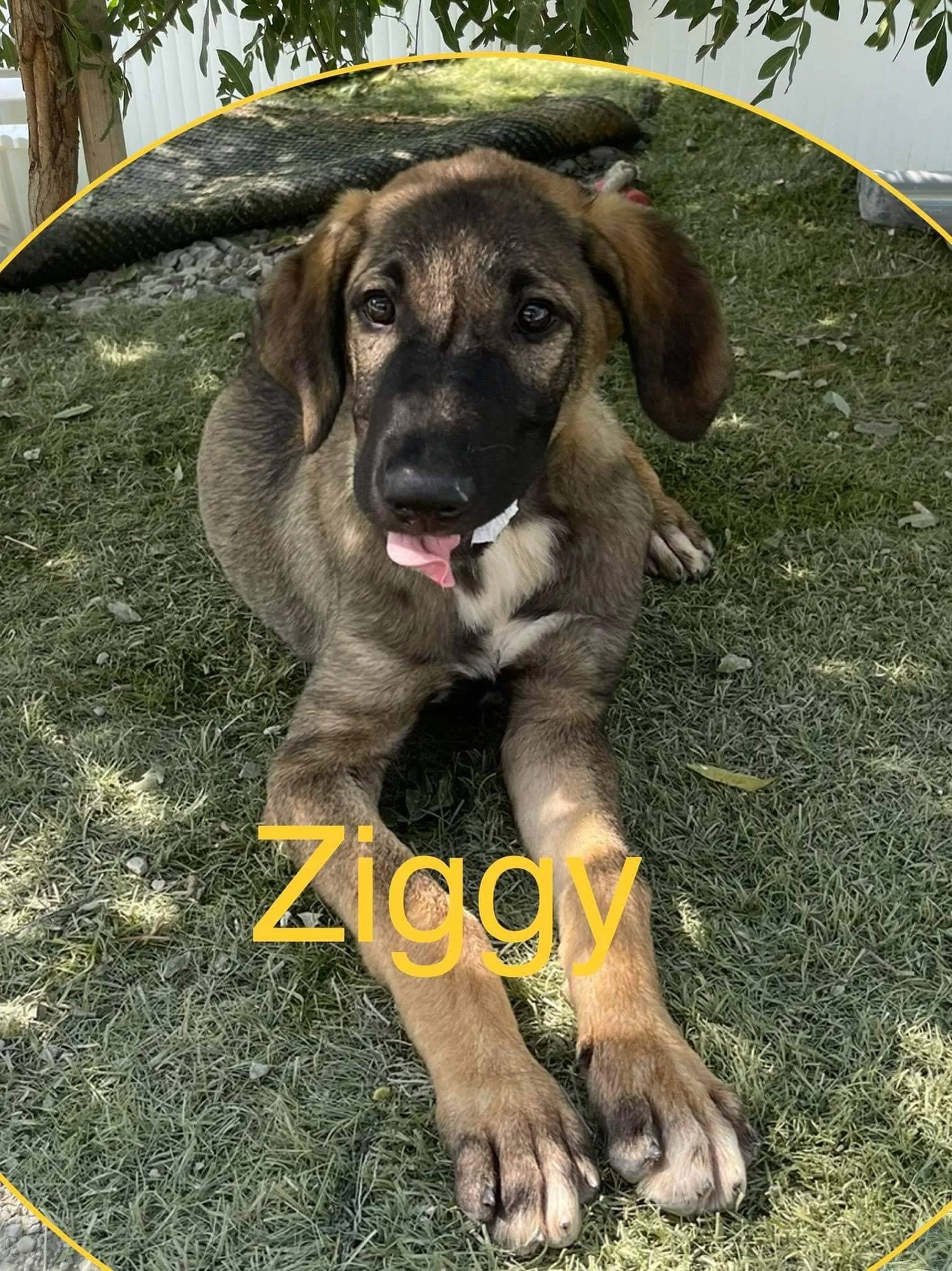 Meet our dogs – Adopt a Dog From Cyprus — Dali Dog Rescue UK