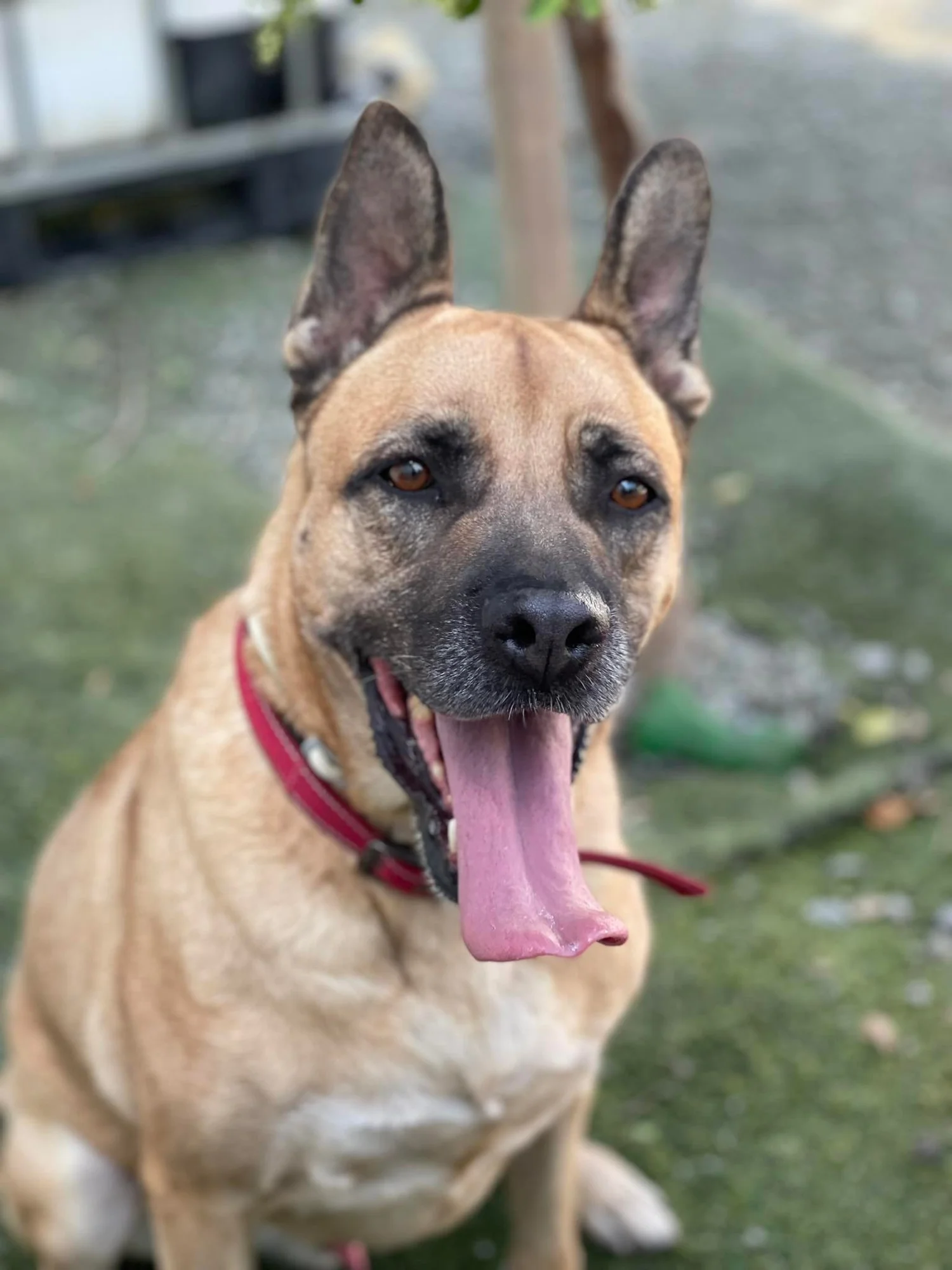 Meet our dogs – Adopt a Dog From Cyprus — Dali Dog Rescue UK