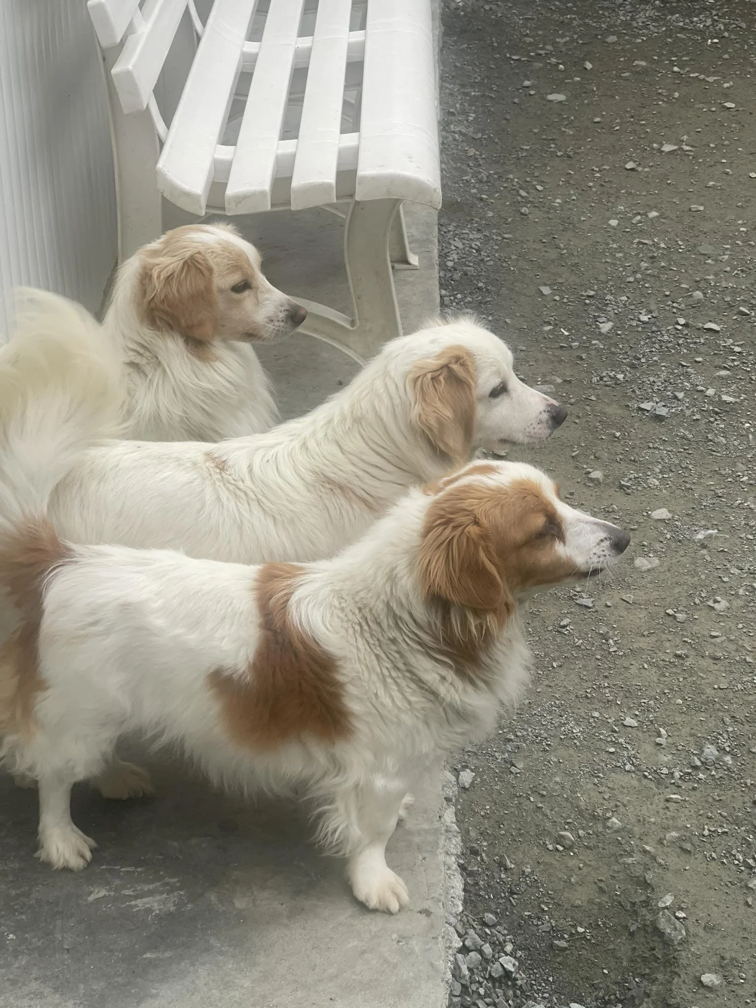 Meet our dogs – Adopt a Dog From Cyprus — Dali Dog Rescue UK