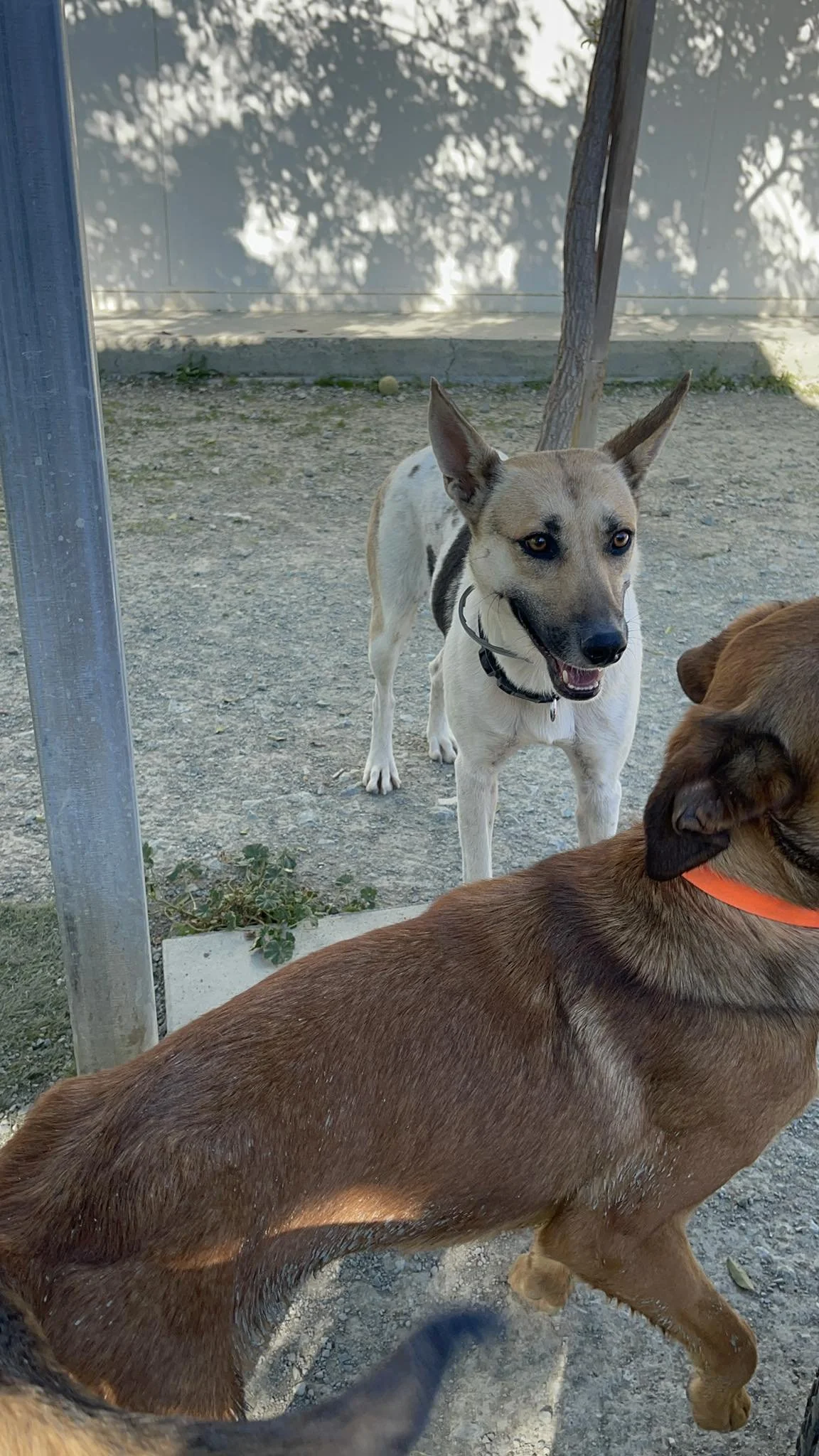 Meet our dogs – Adopt a Dog From Cyprus — Dali Dog Rescue UK