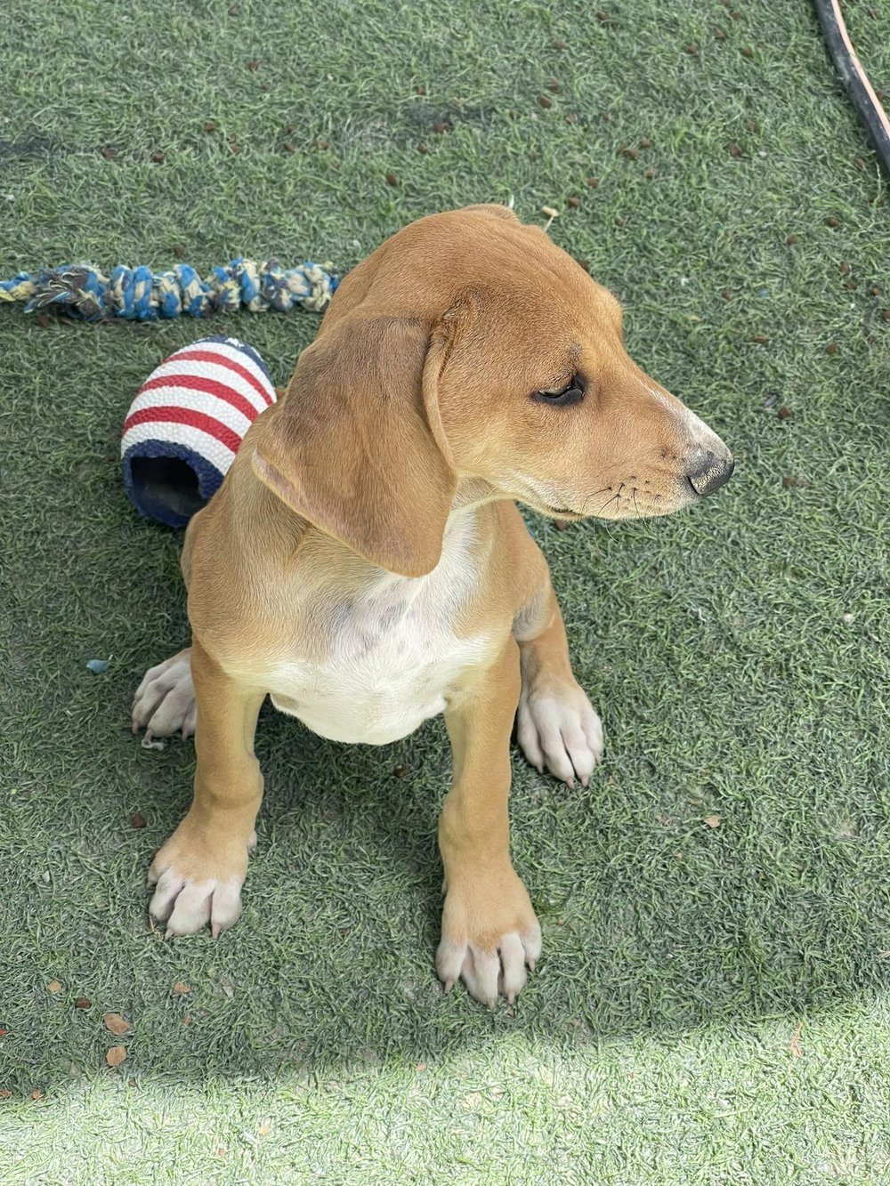 Meet our dogs – Adopt a Dog From Cyprus — Dali Dog Rescue UK