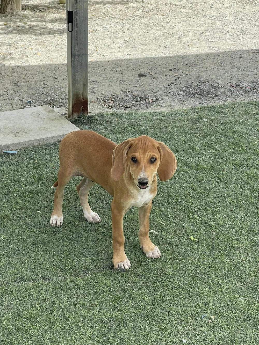 Meet our dogs – Adopt a Dog From Cyprus — Dali Dog Rescue UK