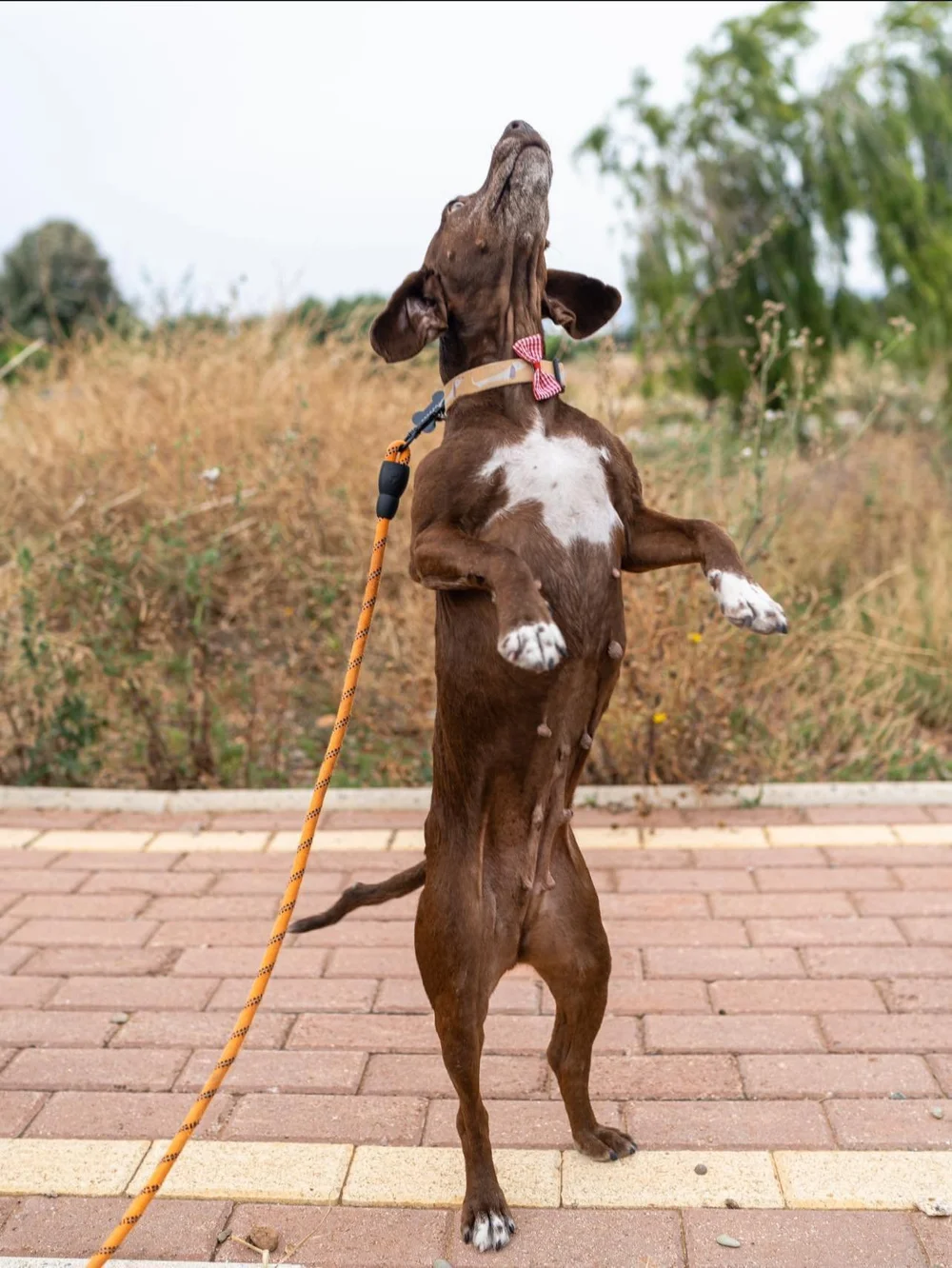 Meet our dogs – Adopt a Dog From Cyprus — Dali Dog Rescue UK