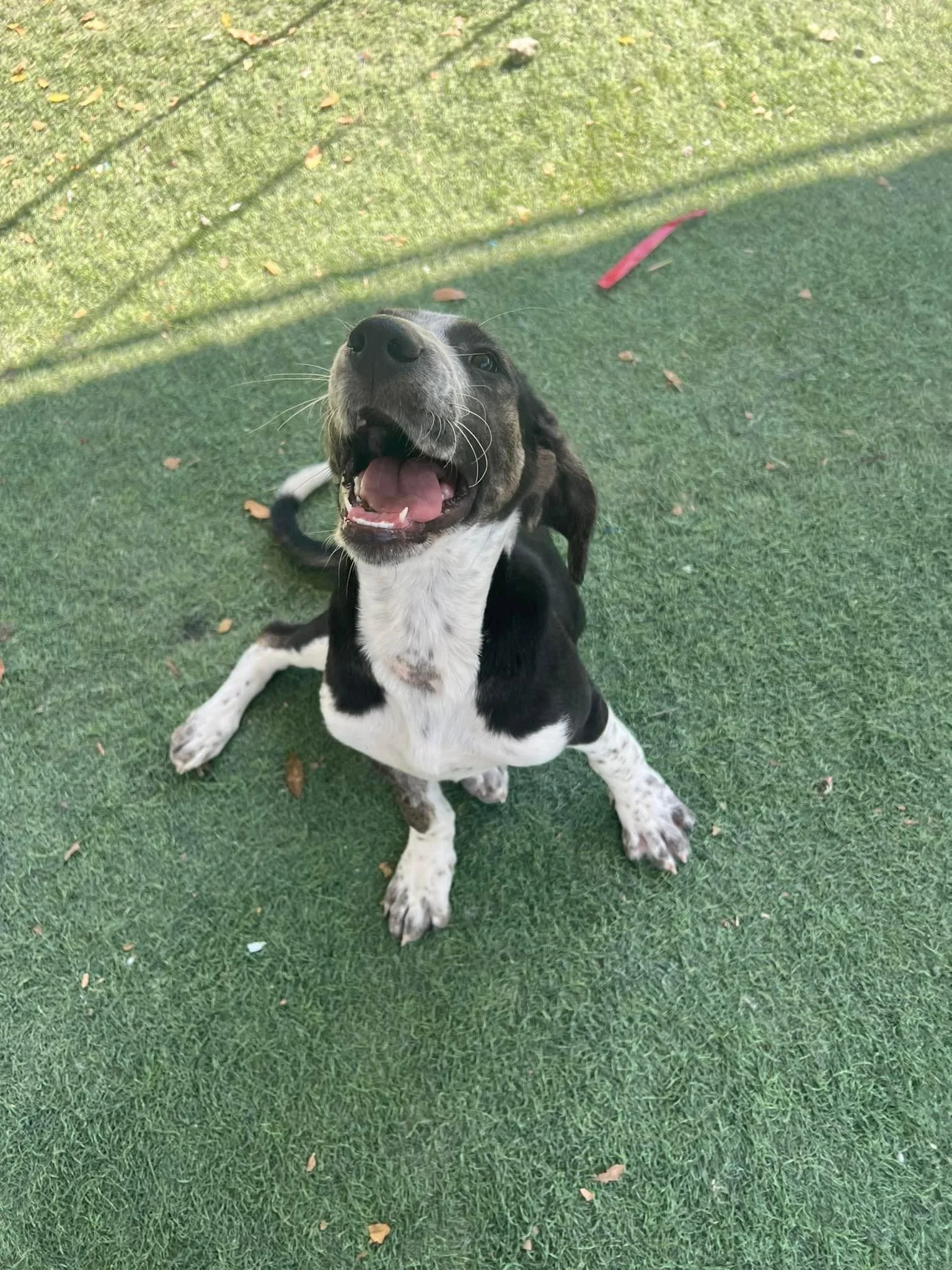 Meet our dogs – Adopt a Dog From Cyprus — Dali Dog Rescue UK