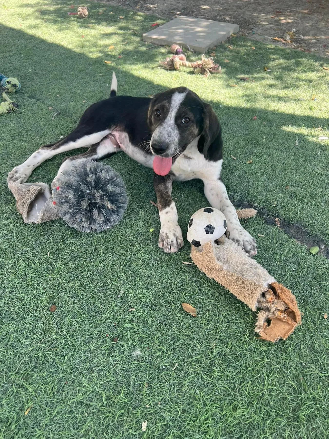 Meet our dogs – Adopt a Dog From Cyprus — Dali Dog Rescue UK