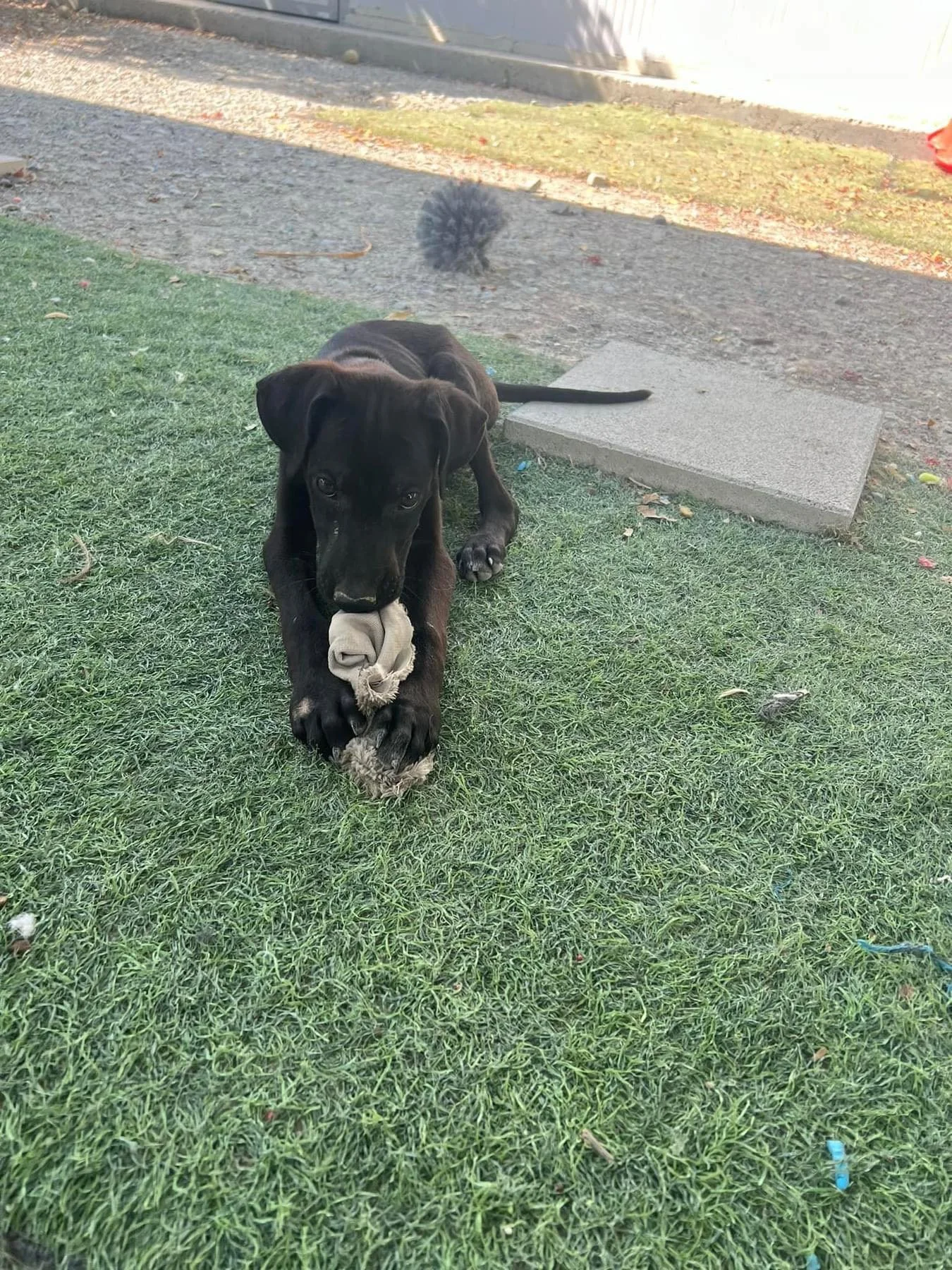 Meet our dogs – Adopt a Dog From Cyprus — Dali Dog Rescue UK