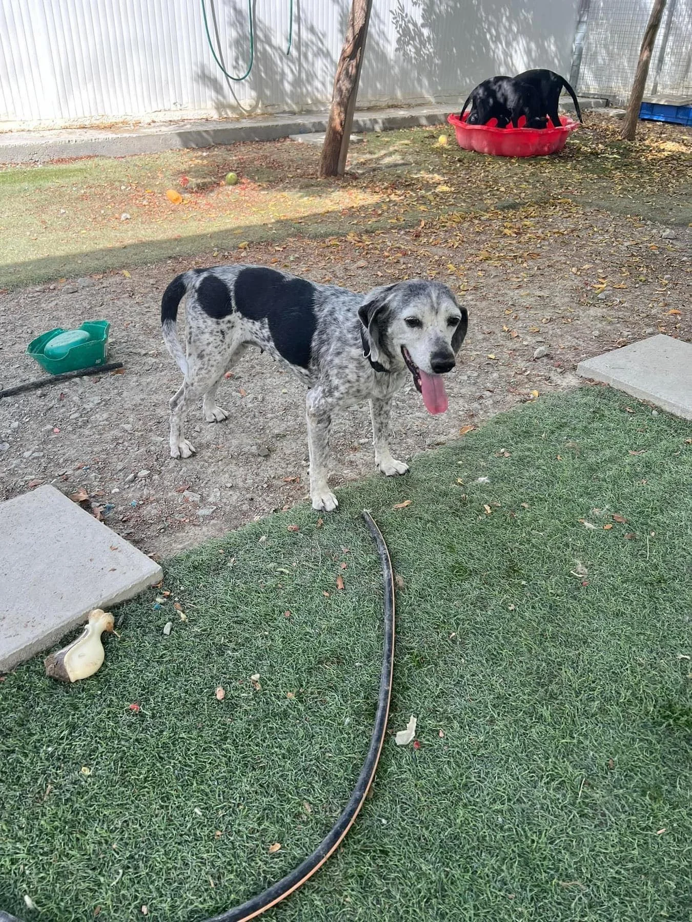 Meet our dogs – Adopt a Dog From Cyprus — Dali Dog Rescue UK