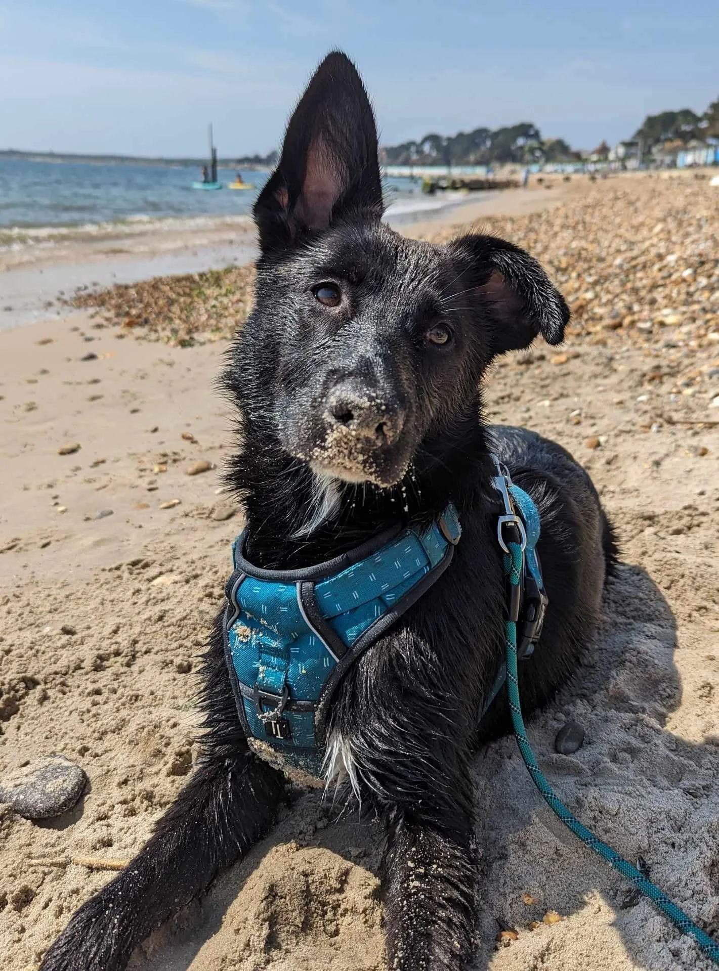 Meet our dogs – Adopt a Dog From Cyprus — Dali Dog Rescue UK