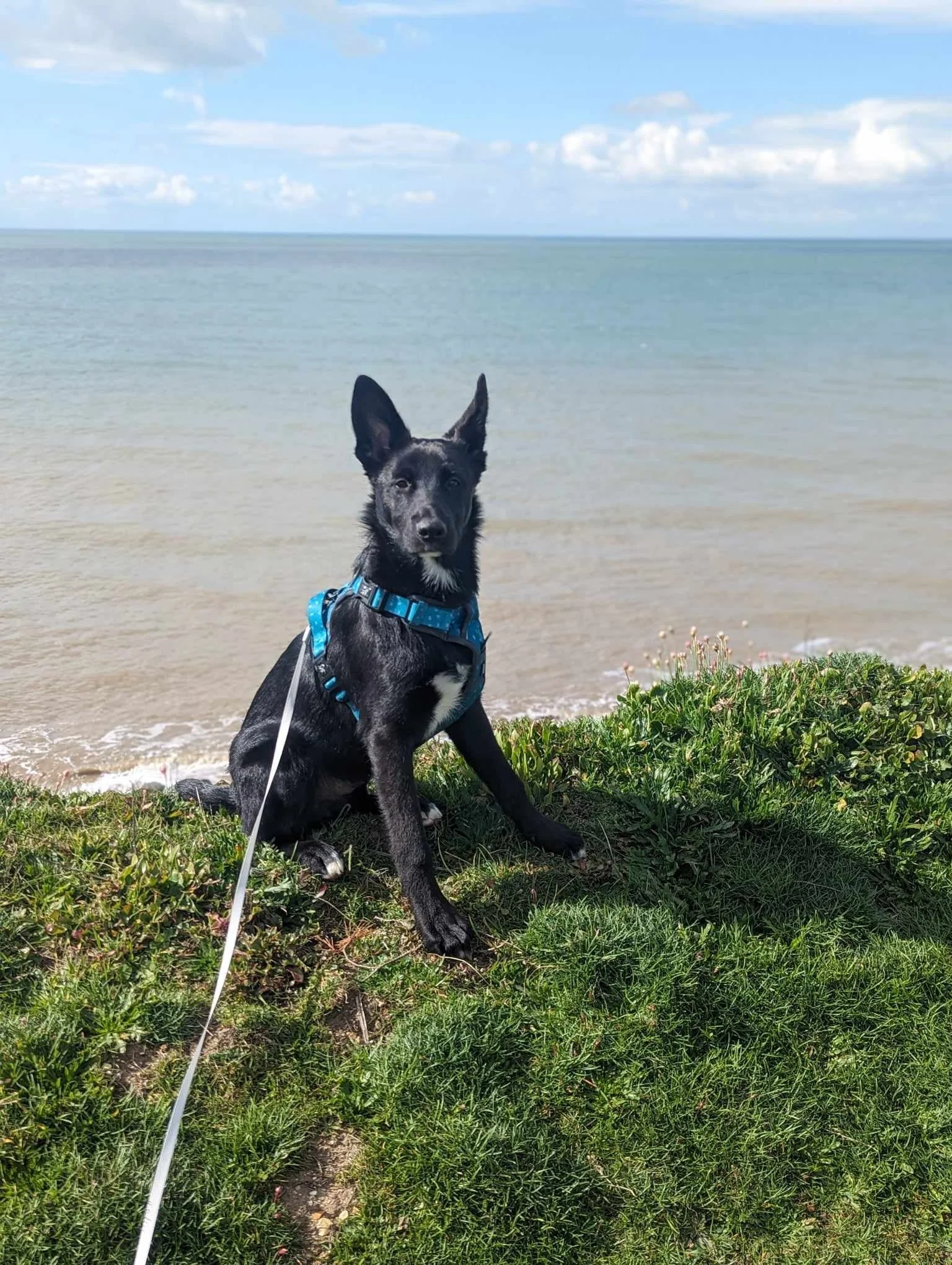 Meet our dogs – Adopt a Dog From Cyprus — Dali Dog Rescue UK