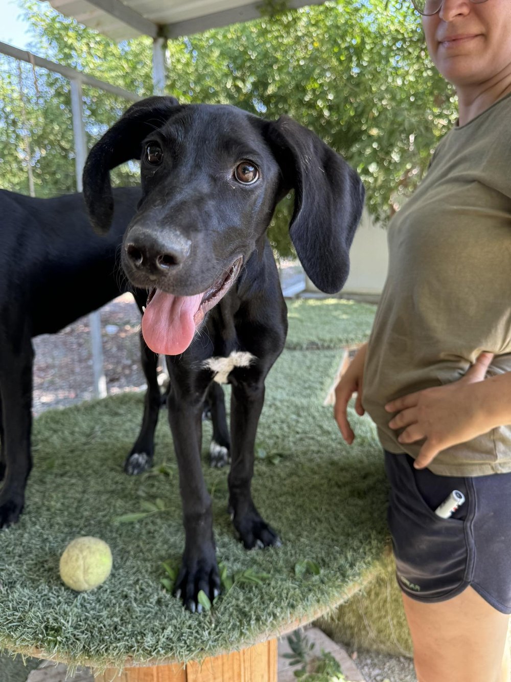 Meet our dogs – Adopt a Dog From Cyprus — Dali Dog Rescue UK