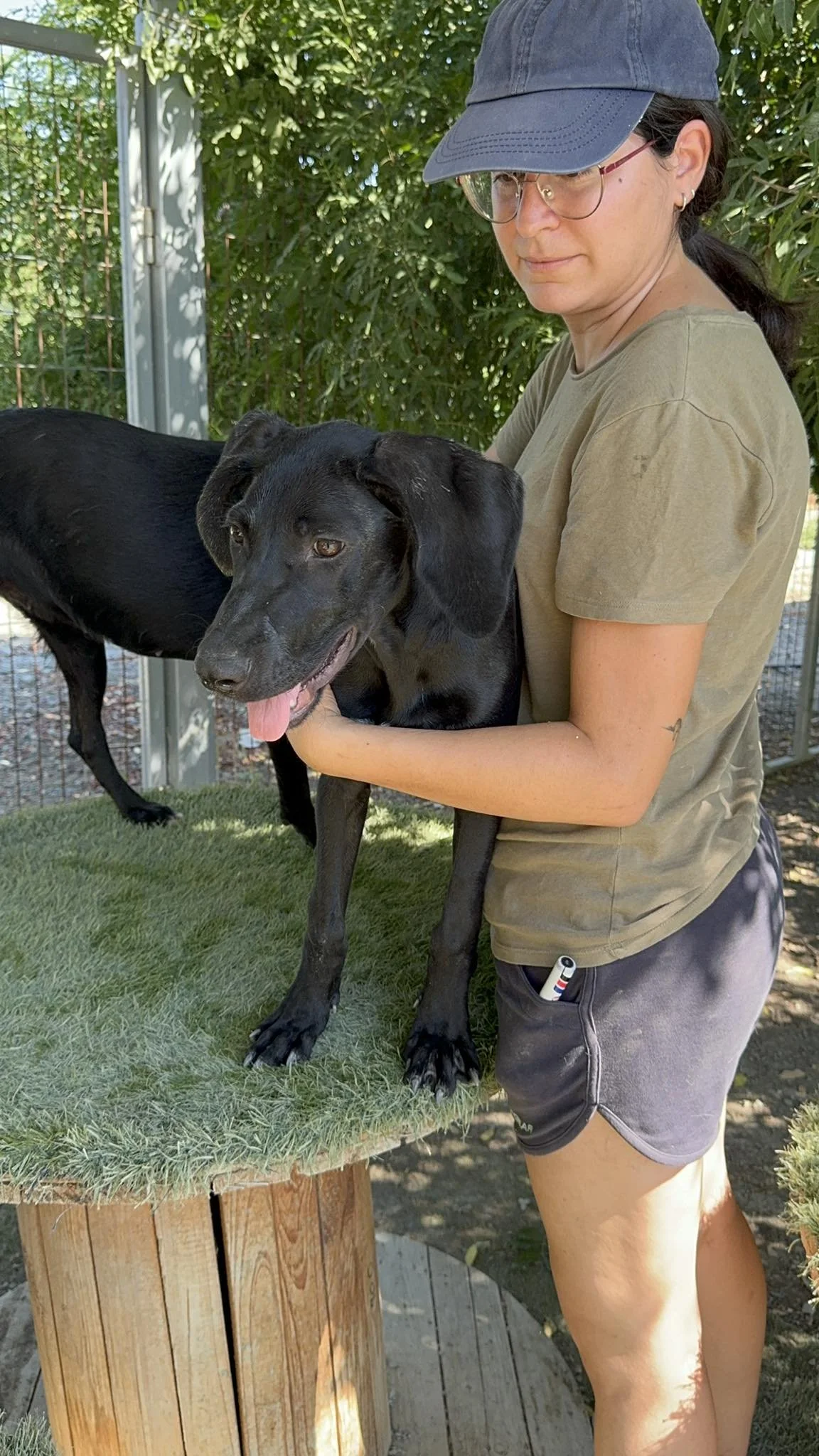 Meet our dogs – Adopt a Dog From Cyprus — Dali Dog Rescue UK